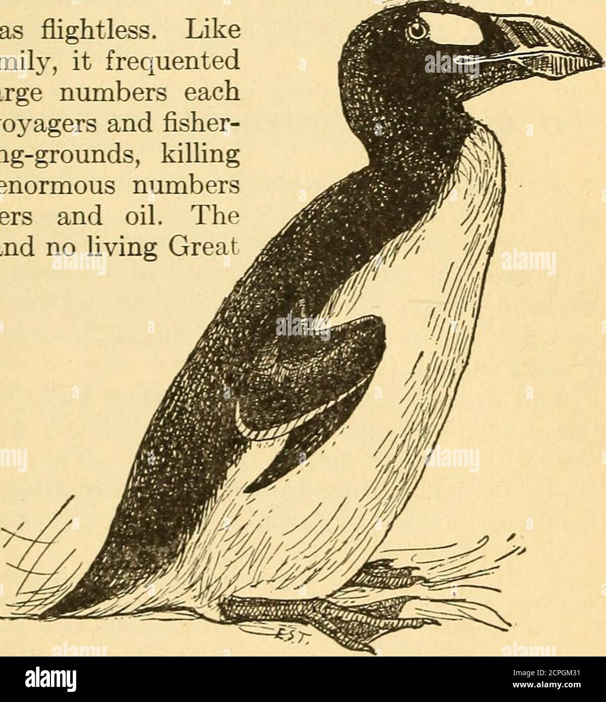 Egg great auk hi-res stock photography and images - Alamy