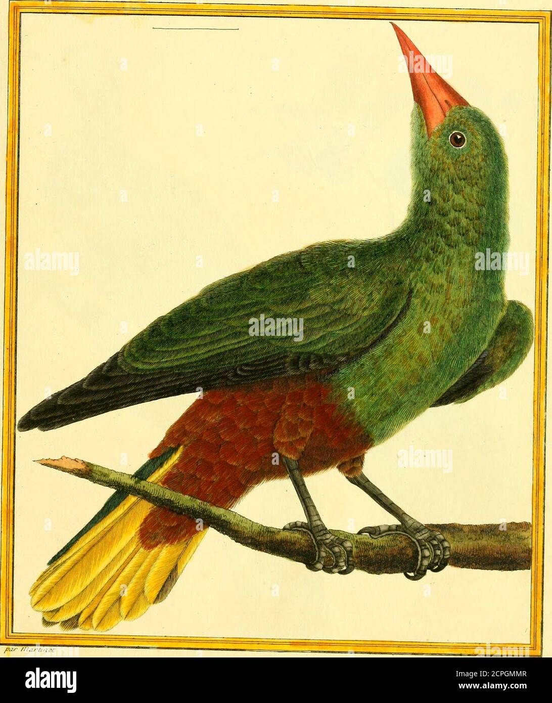 . [Planches enluminées d'histoire naturelle . (or/u-i/Ic, ,/// Sl ...