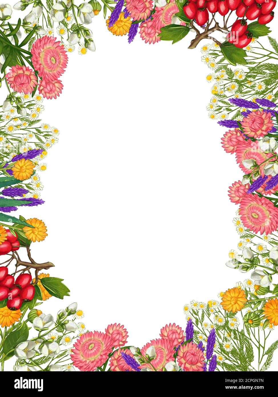 Hand drawn medicinal plant frame. Healing herbs border. isolated on ...