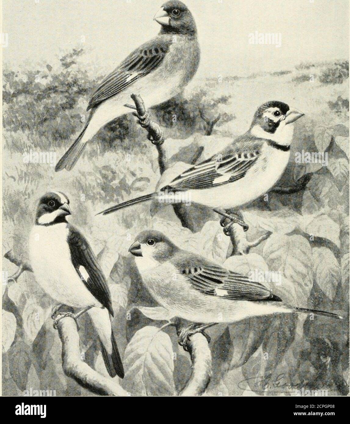 . Bird notes . ute congestion of lungsand chronic disease of the liver ...