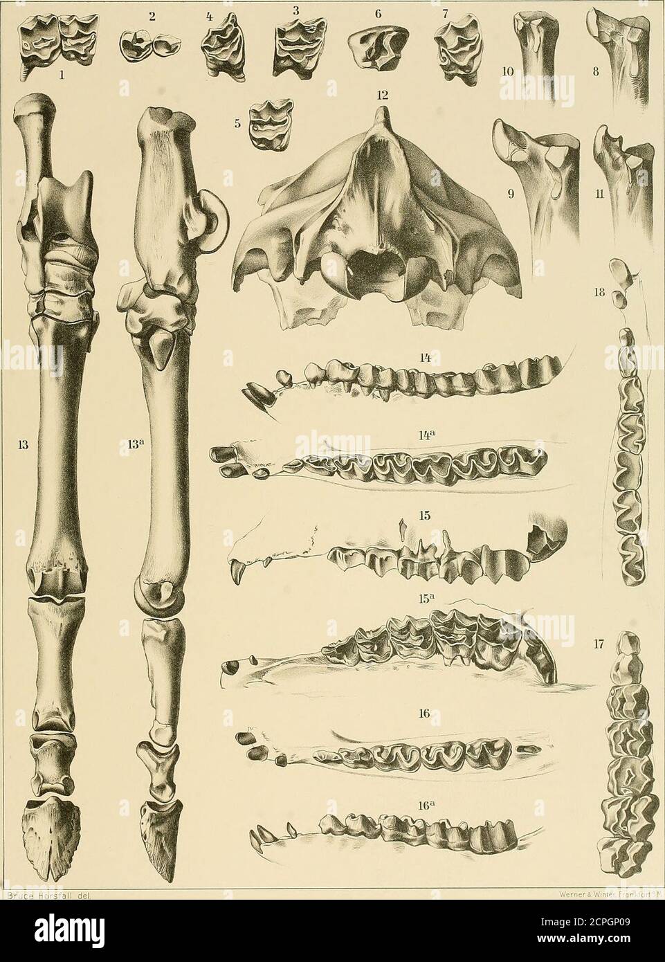 . Reports of the Princeton University Expeditions to Patagonia, 1896 ...