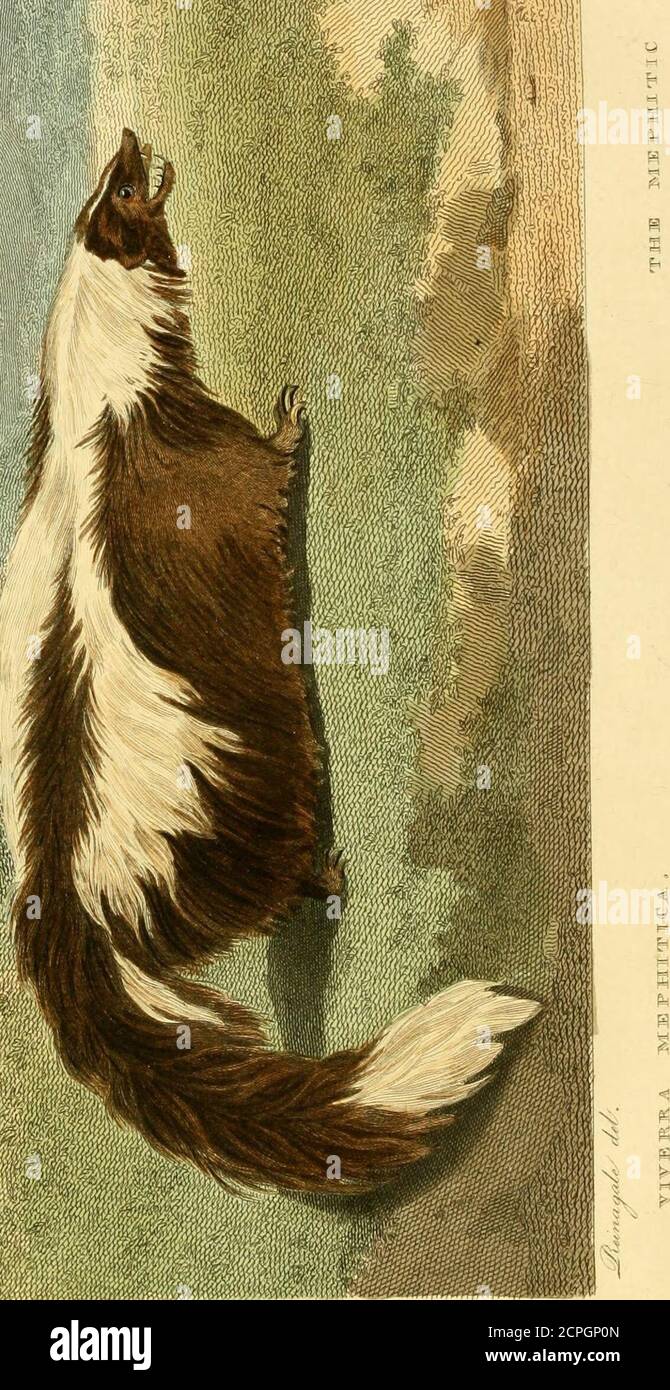 Skunk teeth hi-res stock photography and images - Alamy