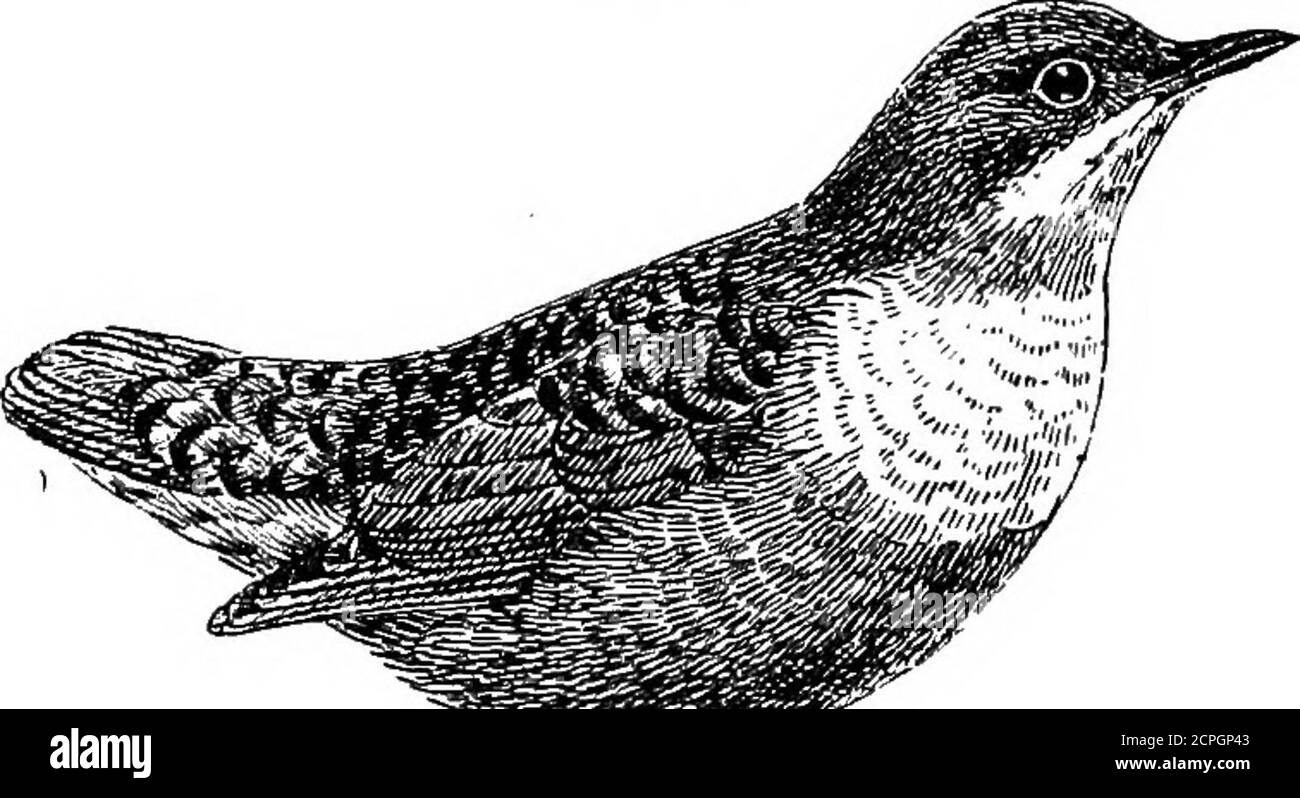 Cursorial birds hi-res stock photography and images - Alamy