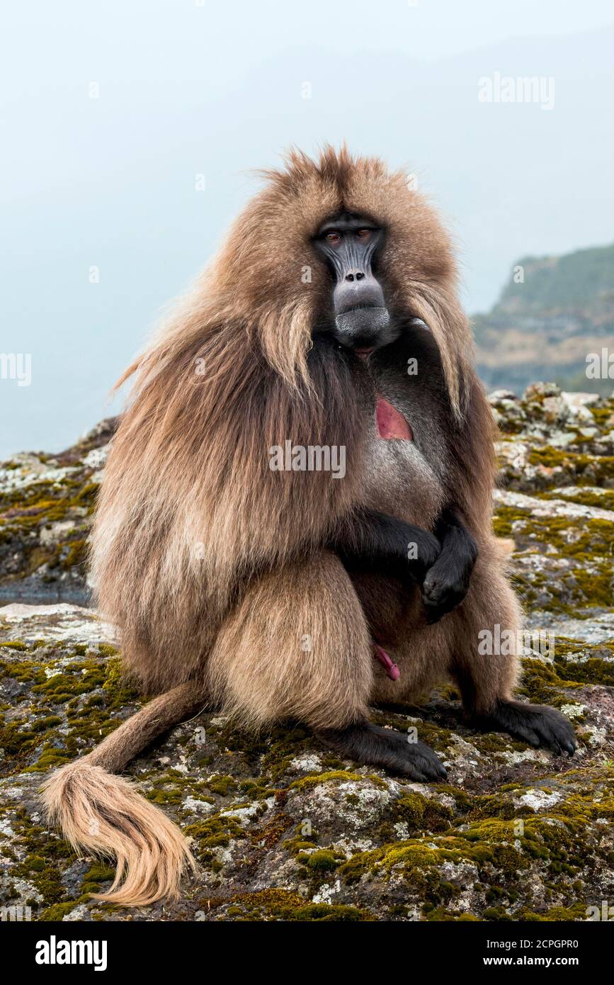 Ethiopian baboon monkey hi-res stock photography and images - Alamy