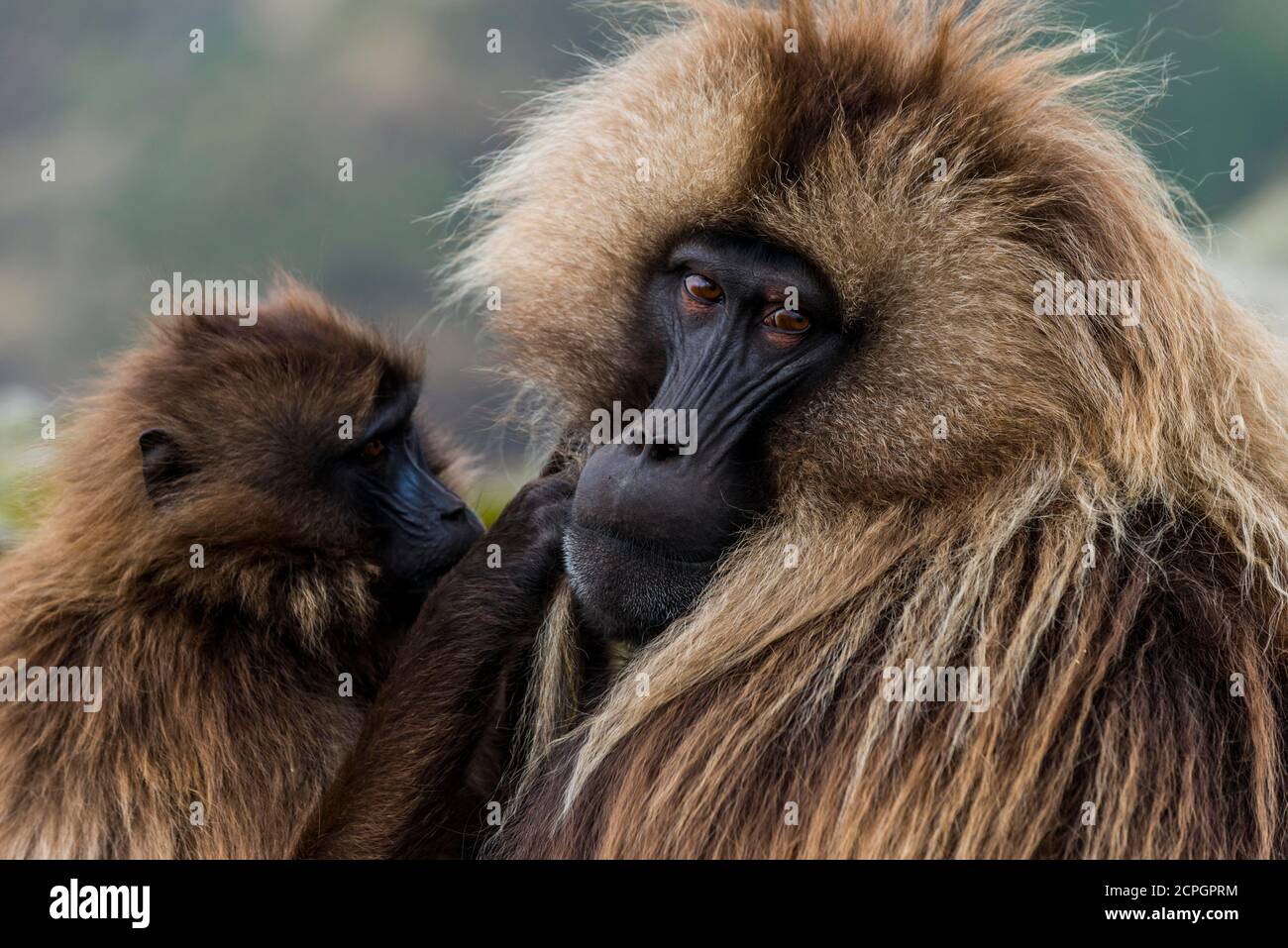 Gelada baboon (Theropithecus gelada), male with young animal, portrait ...