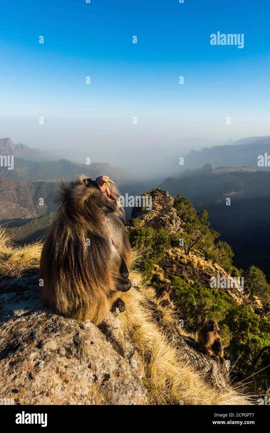 Male gelada showing teeth hi-res stock photography and images - Alamy