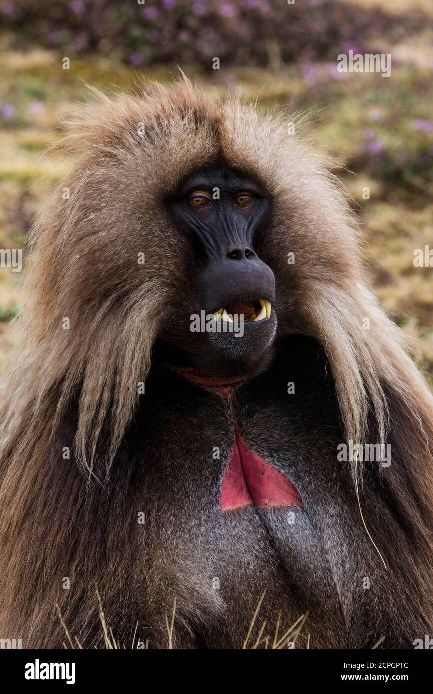 Gelada baboon (Theropithecus gelada), male, portrait, Simien Mountains ...