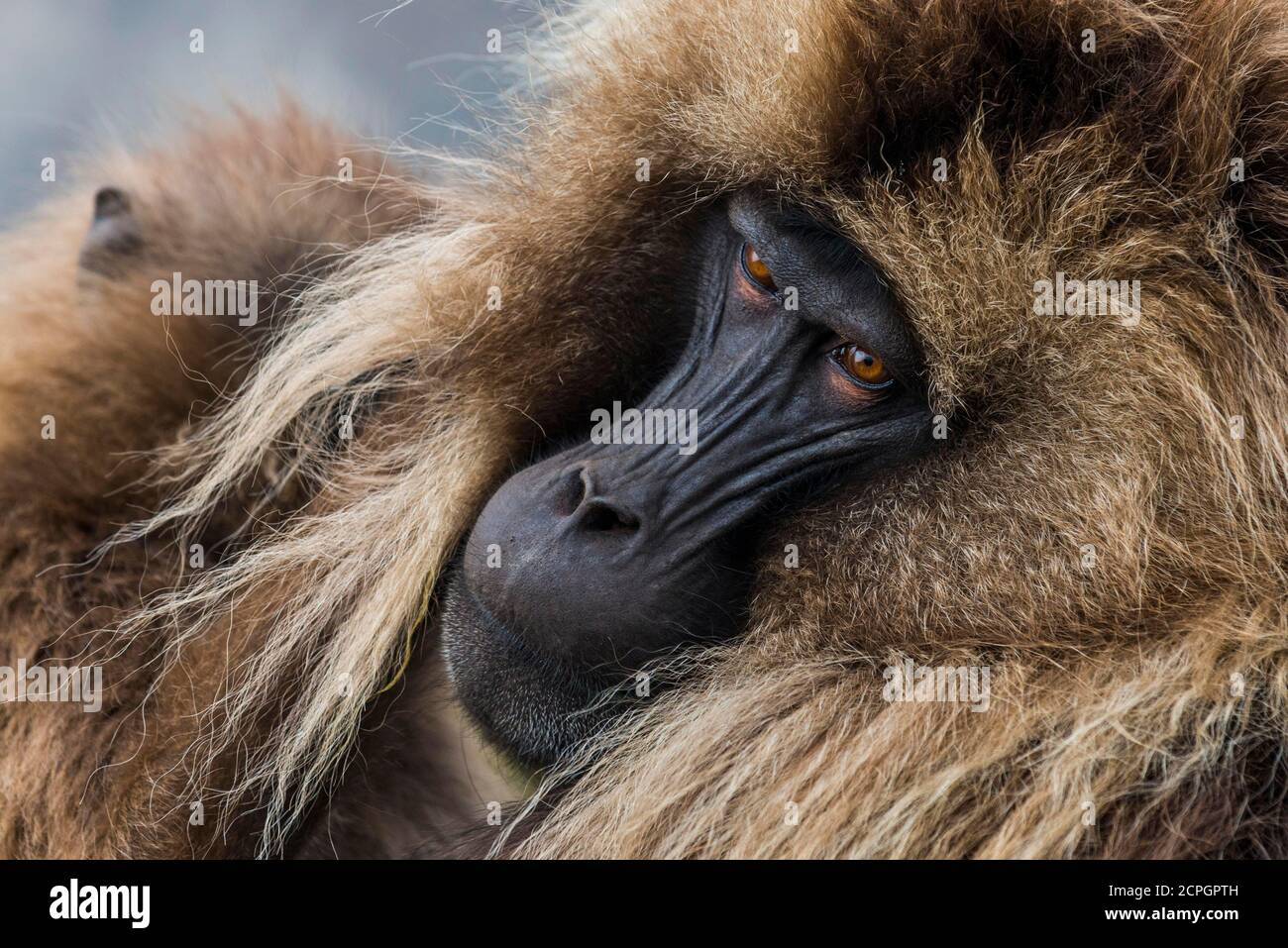 Gelada baboon (Theropithecus gelada), male, portrait, Simien Mountains ...