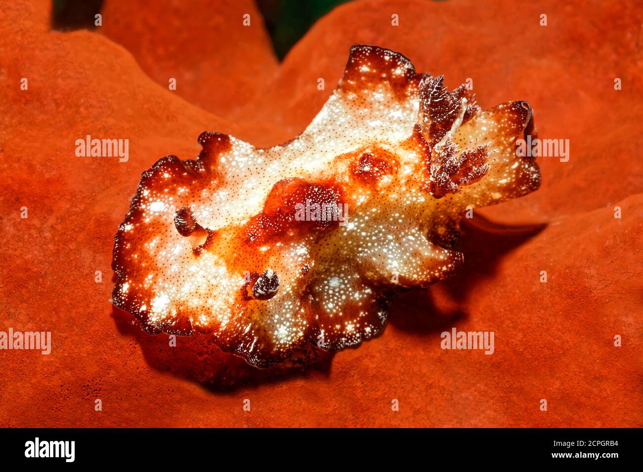 White brown discus snail ( Discodoris boholensis) slugs, nudibranch ...