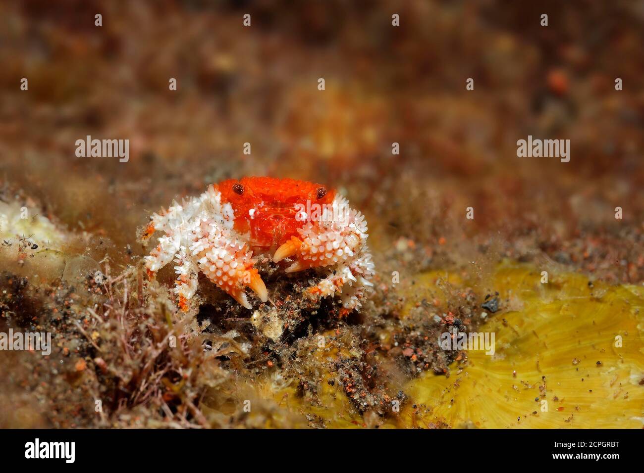 Xanthide crab ( Actaea peronii) , also known as stone crab, Bali, Indo ...