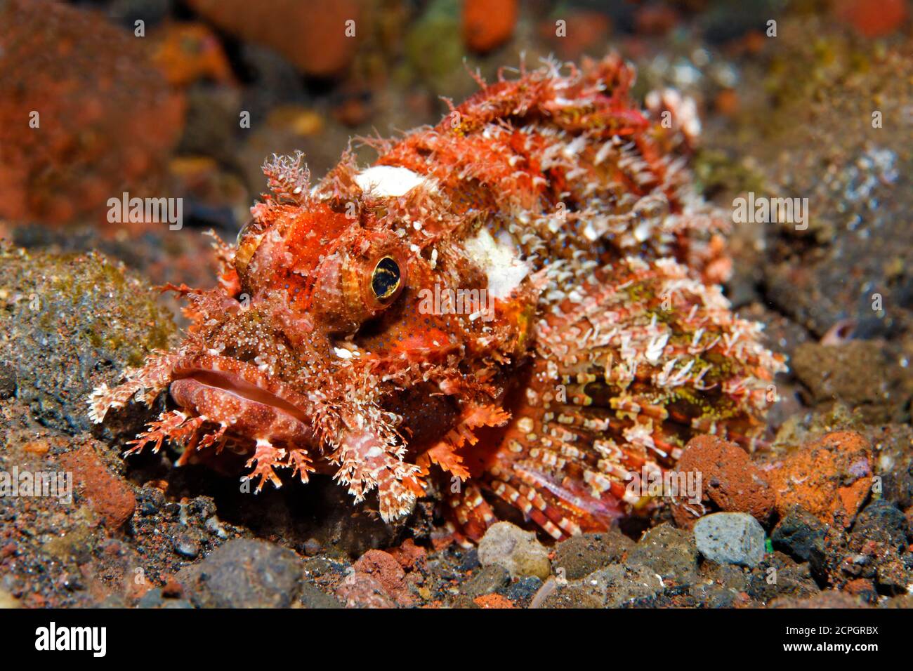 Tassled Scorpionfish ( Scorpaenopsis oxycephala) rests on gravel soil ...