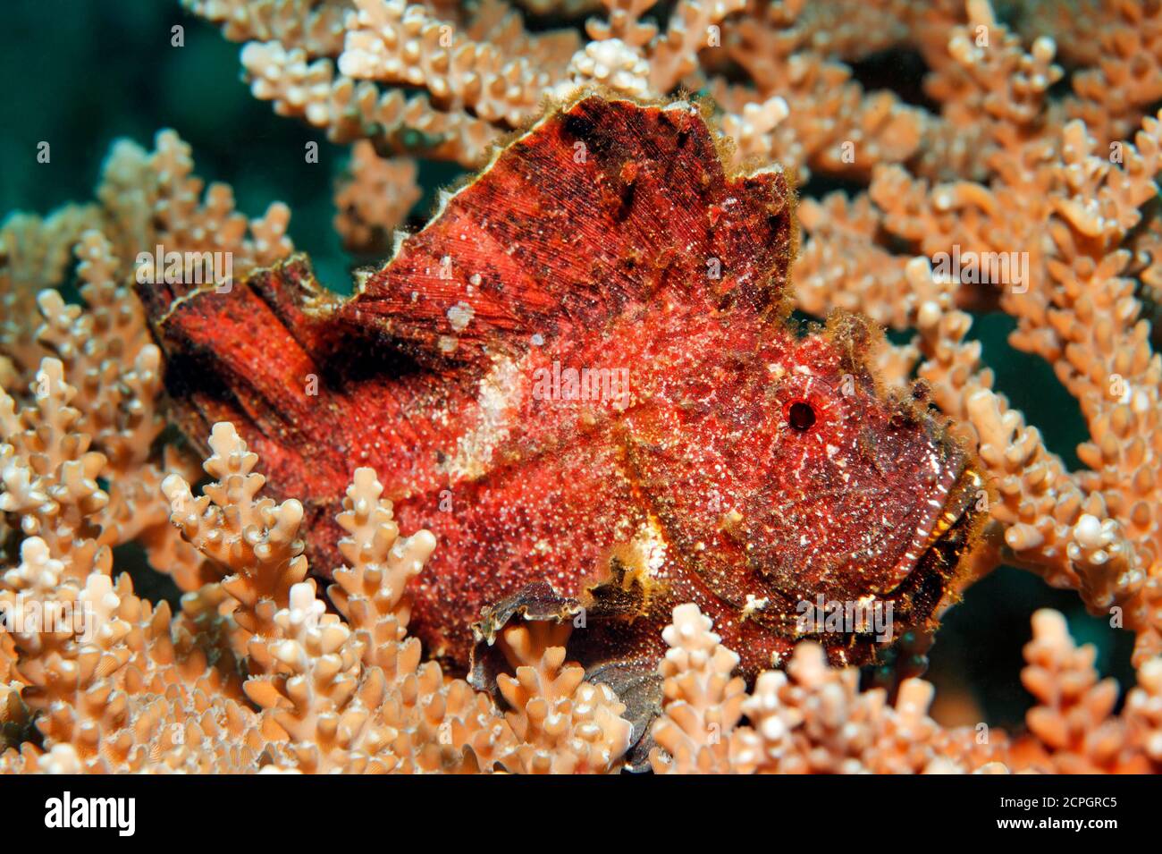 Leaf scorpionfish ( Taenianotus triacanthus) , red, Bali, Indo-Pacific ...
