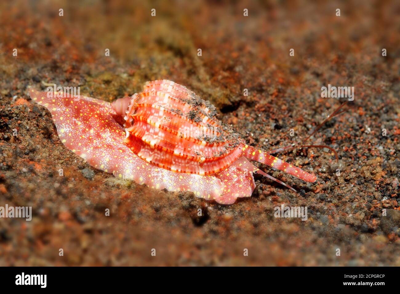 Harp snail ( Harpa davidis) hunting, Bali, Indo-Pacific, Indonesia ...