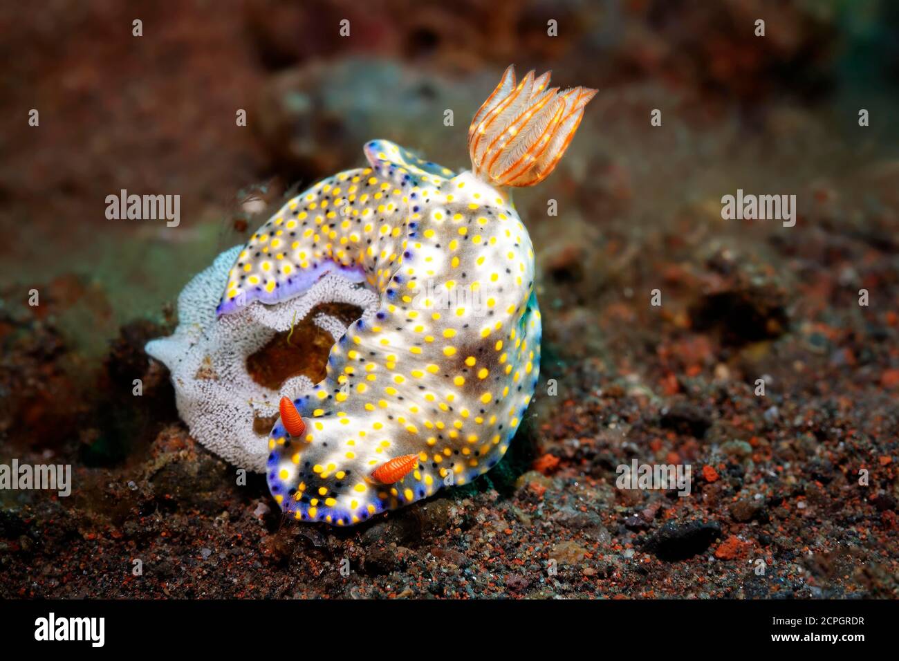 Mottled Dorid ( Hypselodoris infucata) during egg laying, clutches ...