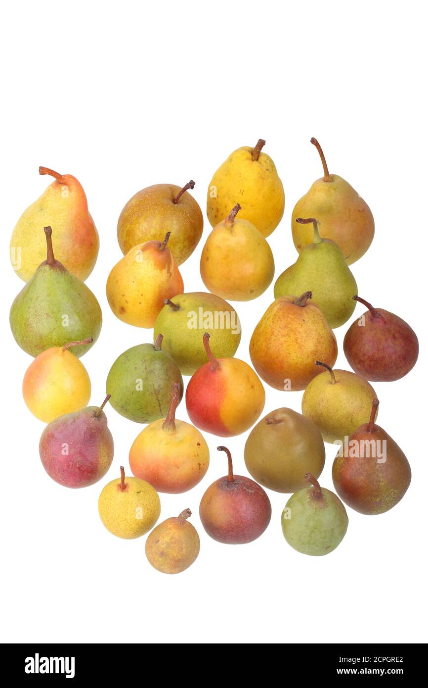 24 different varieties of pears, Freisteller, Germany, Europe Stock ...