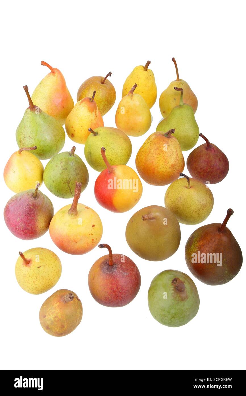 24 different varieties of pears, Freisteller, Germany, Europe Stock ...