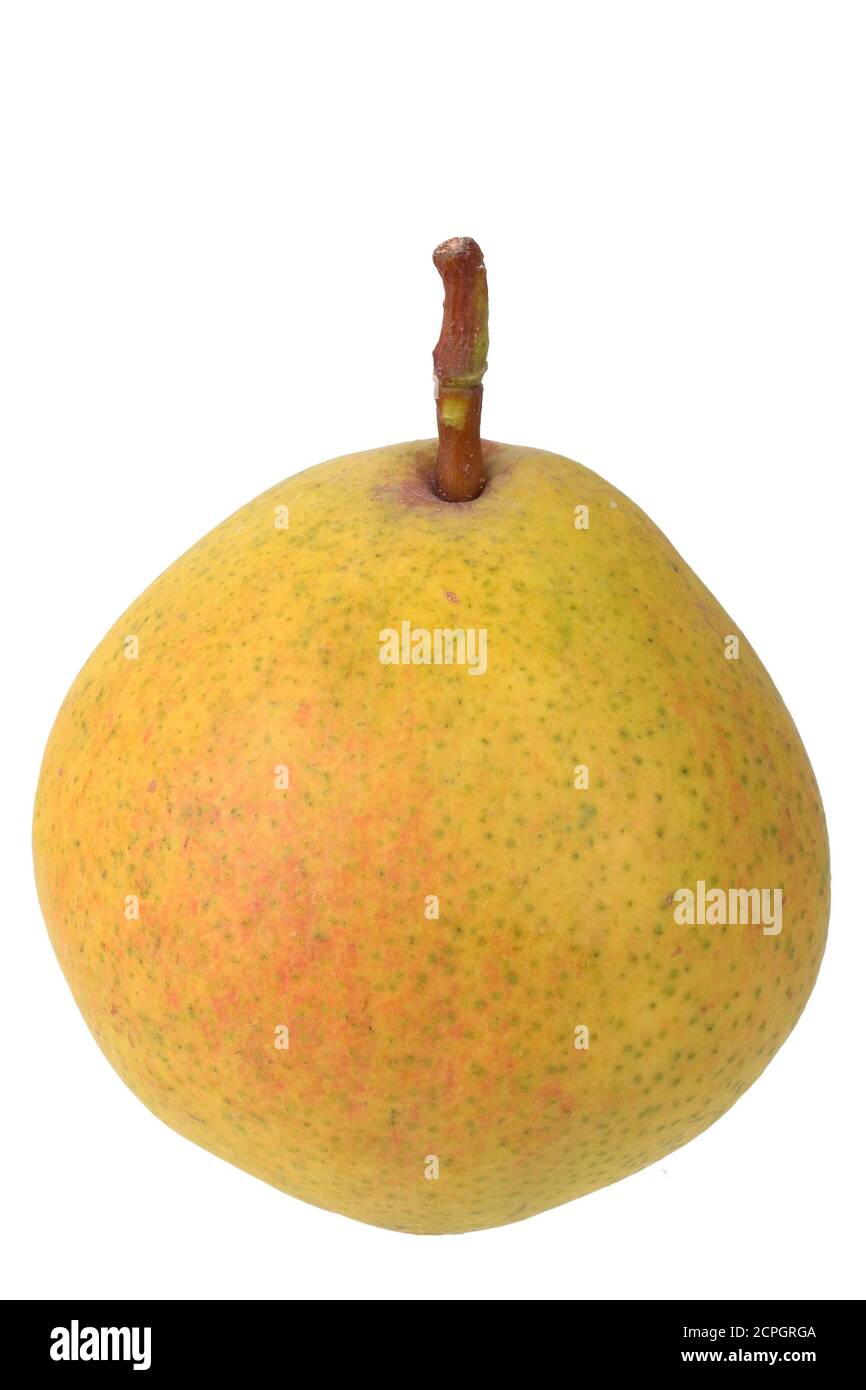 Pear variety German national bergamot, Freisteller, Germany, Europe ...