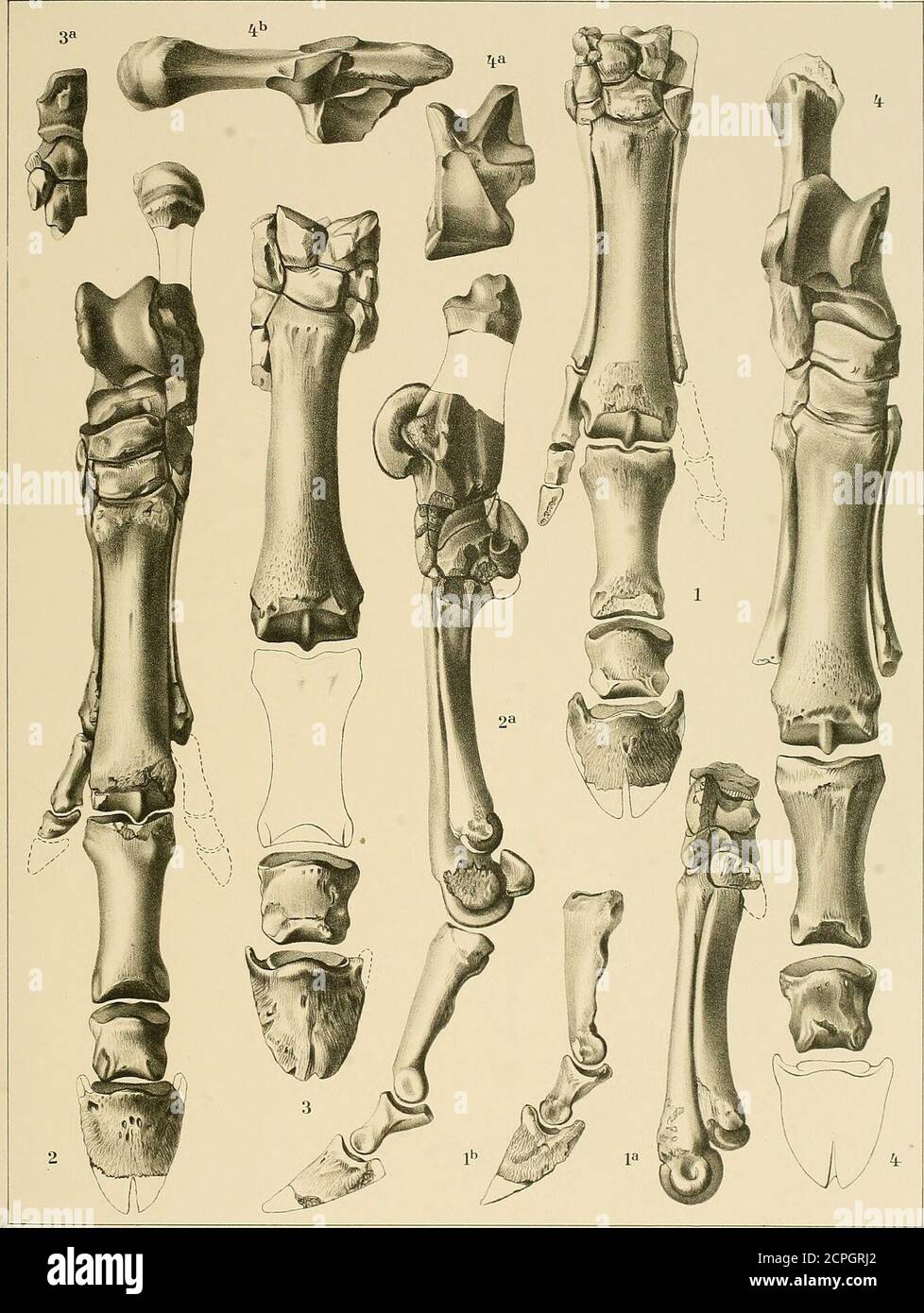 Diadiaphorus hi-res stock photography and images - Alamy