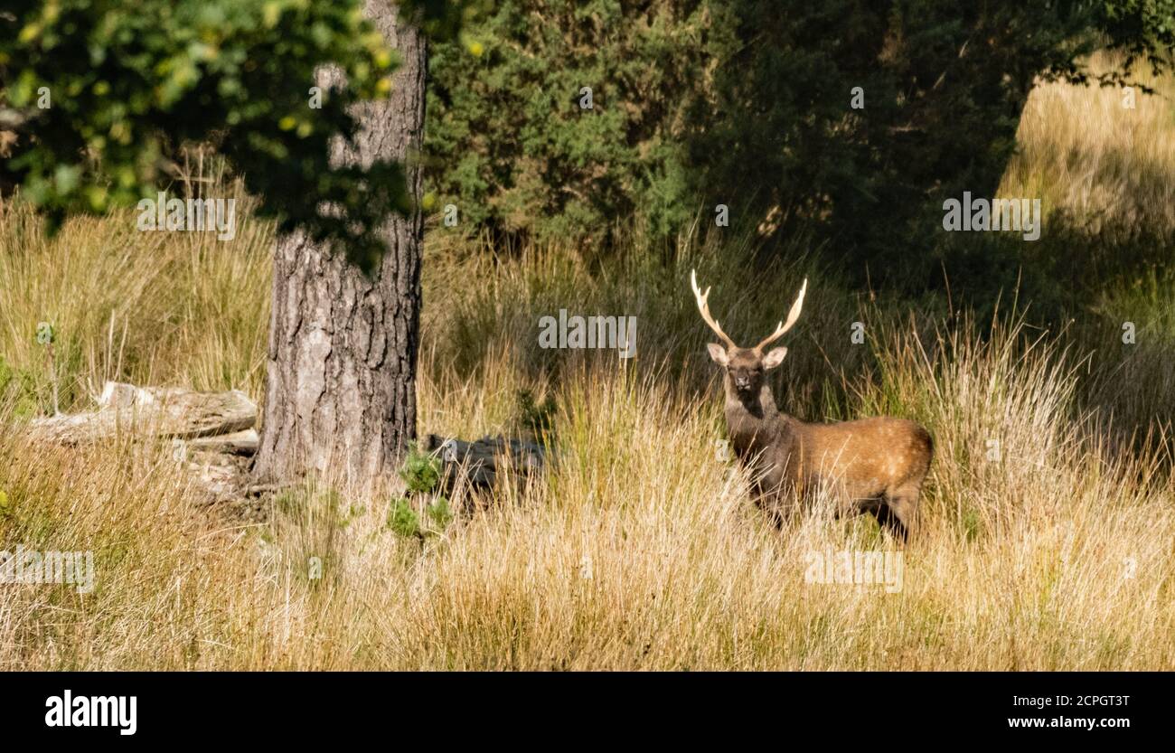 Sika stag moving into woodland Stock Photo - Alamy