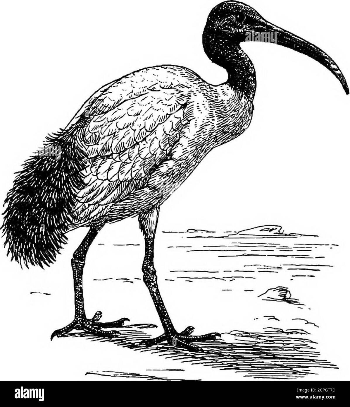 Egyptian Ibis Bird