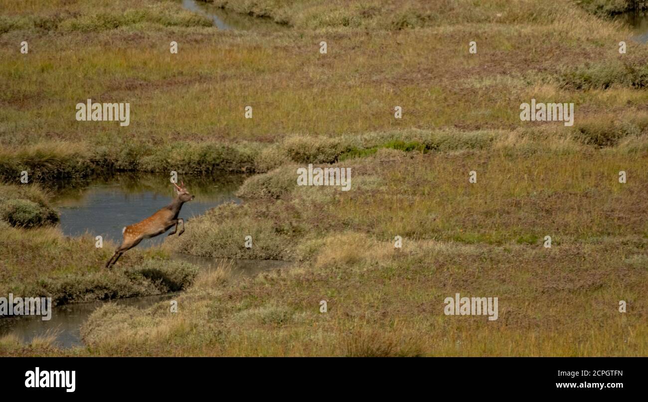 Sika stag leaping river Stock Photo - Alamy