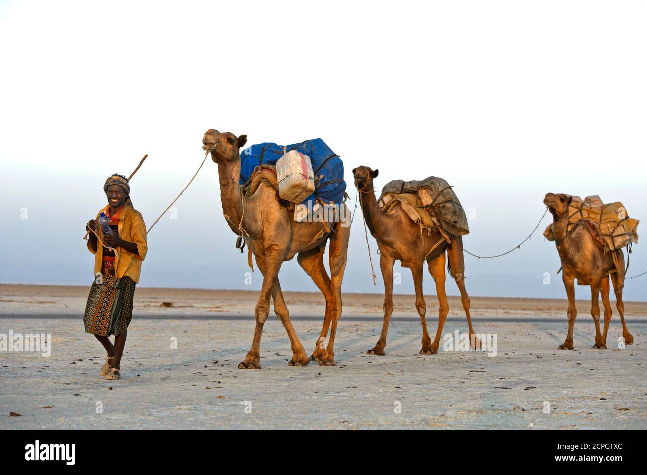 Caravan guide leads dromedaries loaded with rock salt plates across the ...