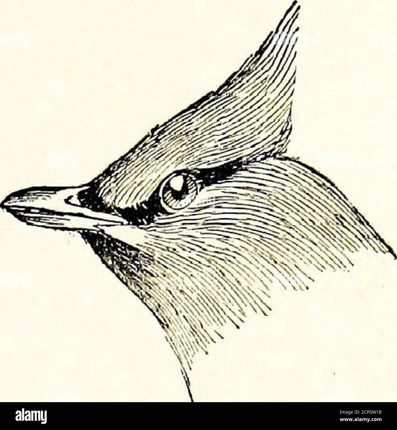 Notched wings hi-res stock photography and images - Alamy