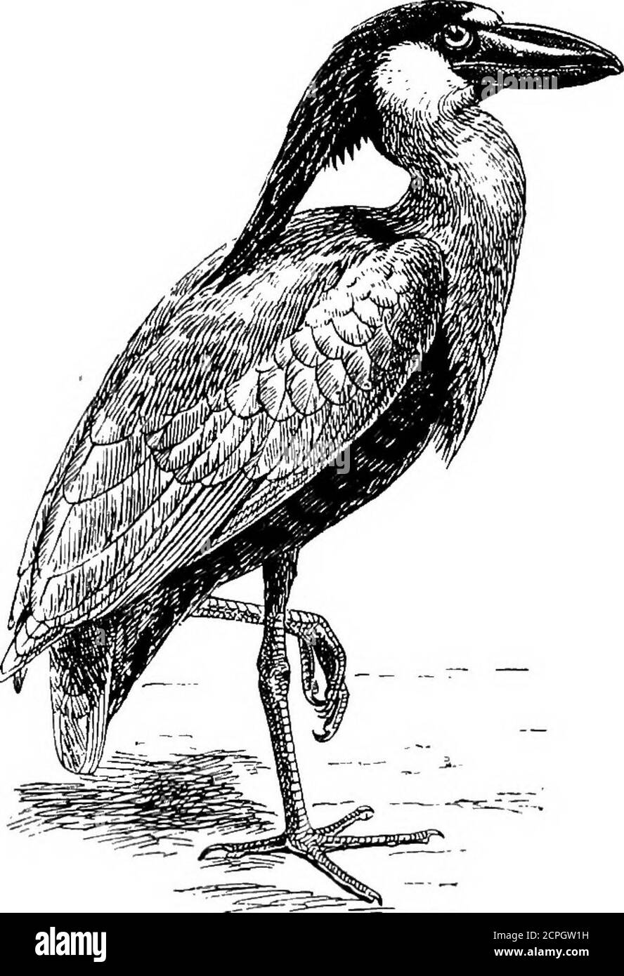 Shy bird species Black and White Stock Photos & Images - Alamy