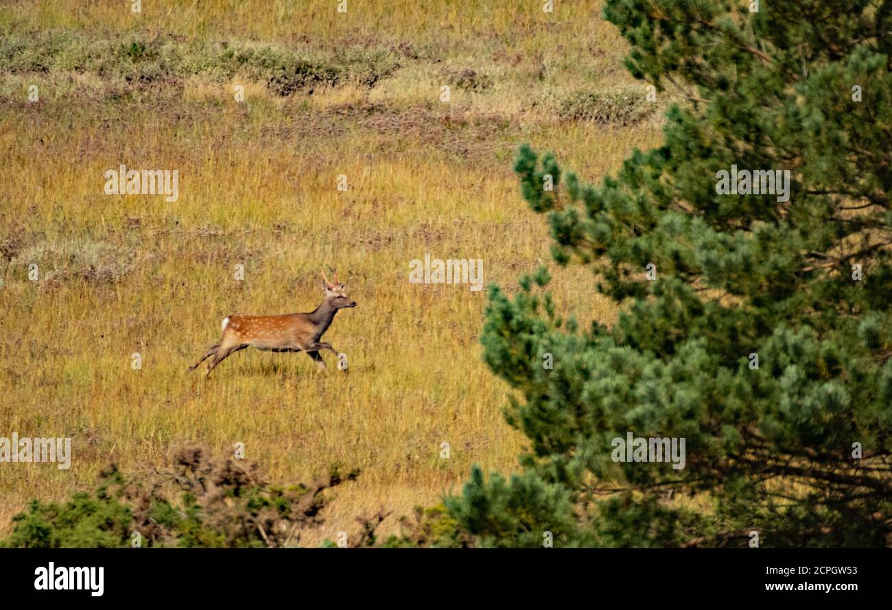 Deer leaping hi-res stock photography and images - Alamy