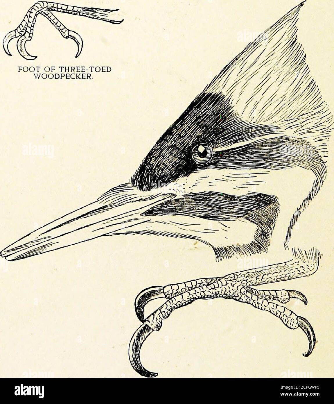 Three toedwoodpecker hi-res stock photography and images - Alamy