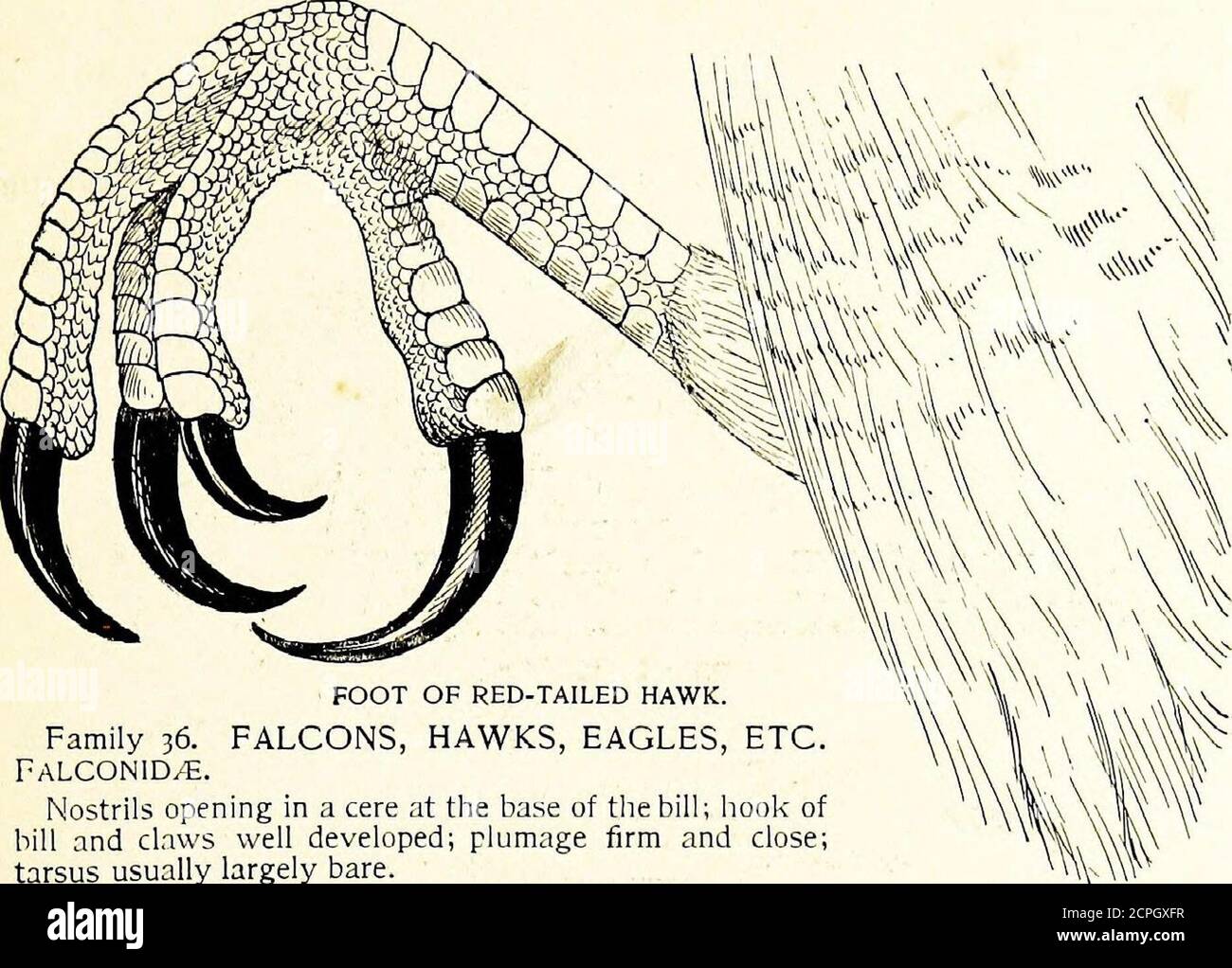 . Color key to North American birds . RED-TAILED HAWK. 28 Synopsis of ...