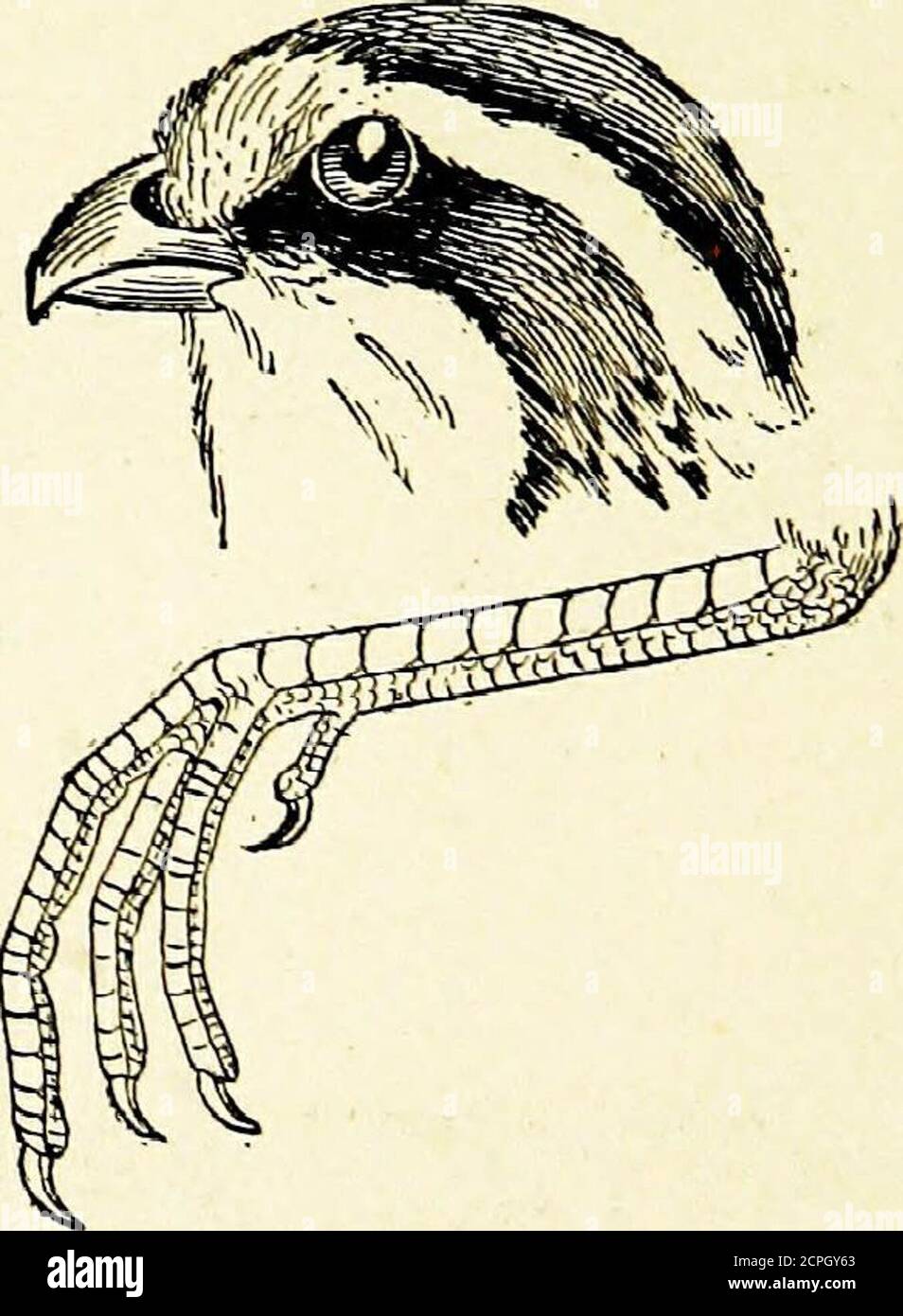 Strong hind toe hi-res stock photography and images - Alamy