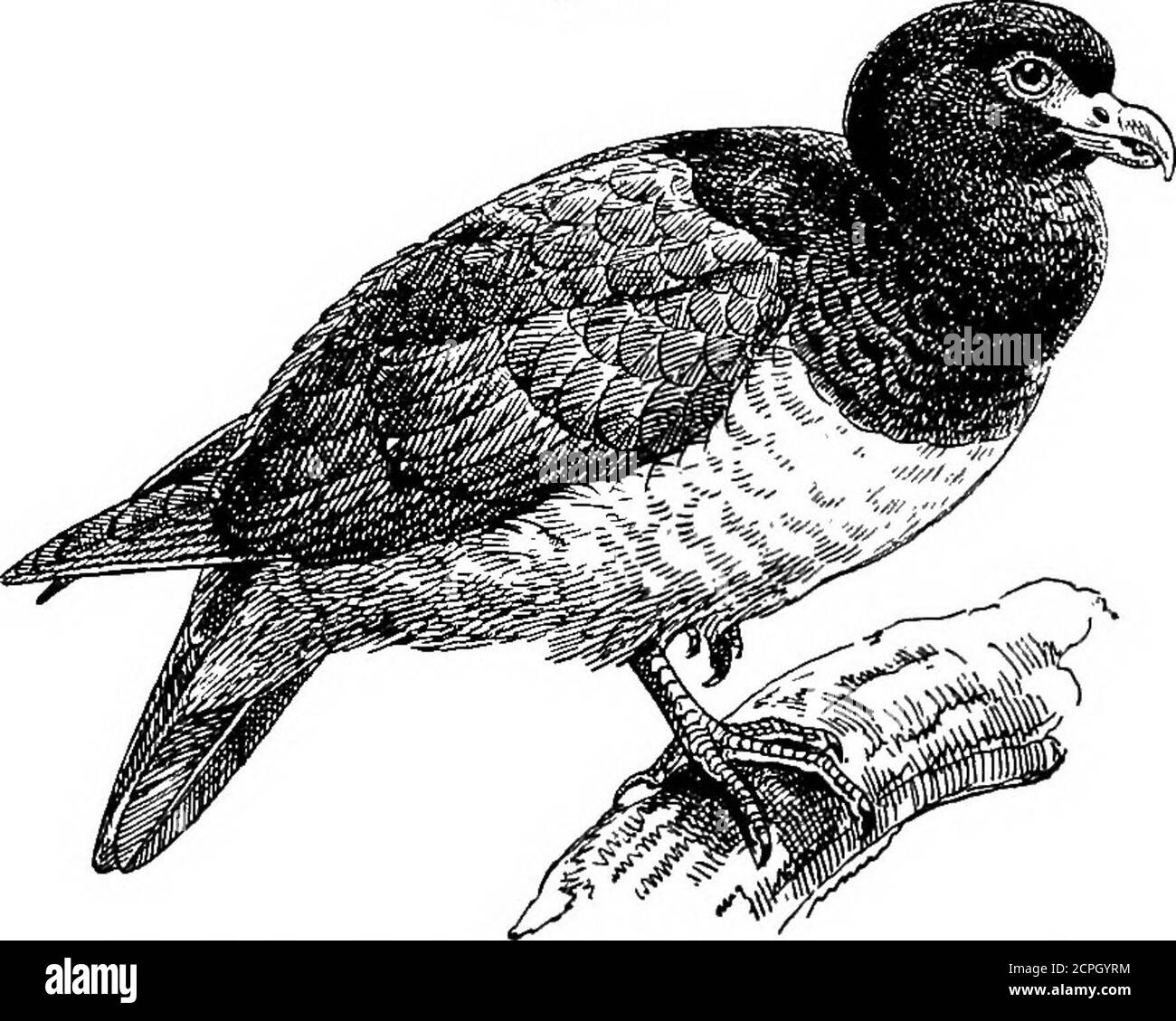 Samoan tooth billed pigeon Cut Out Stock Images & Pictures - Alamy