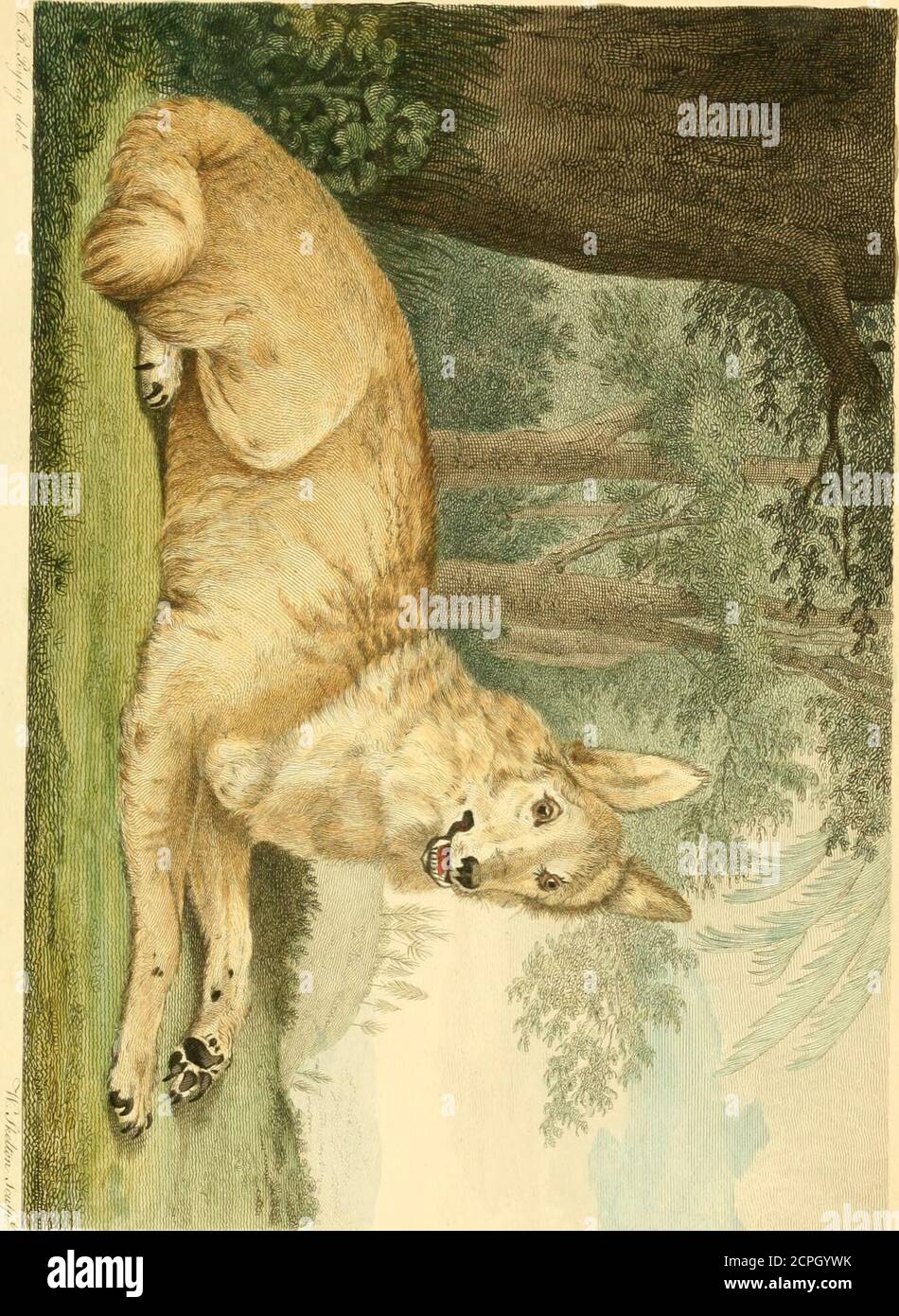 Why Do Some Dogs Have Five Toes