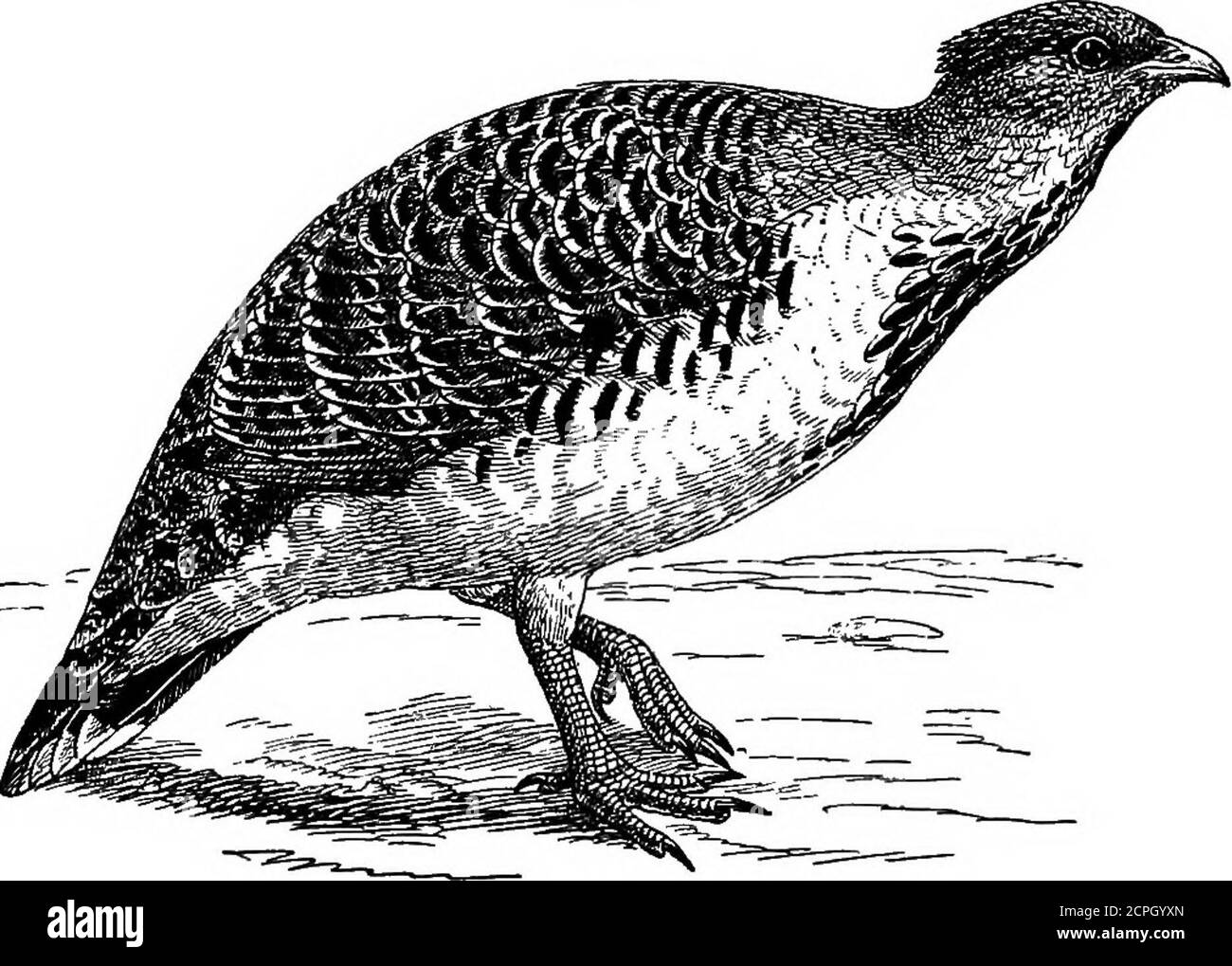 Megapodes Black and White Stock Photos & Images - Alamy