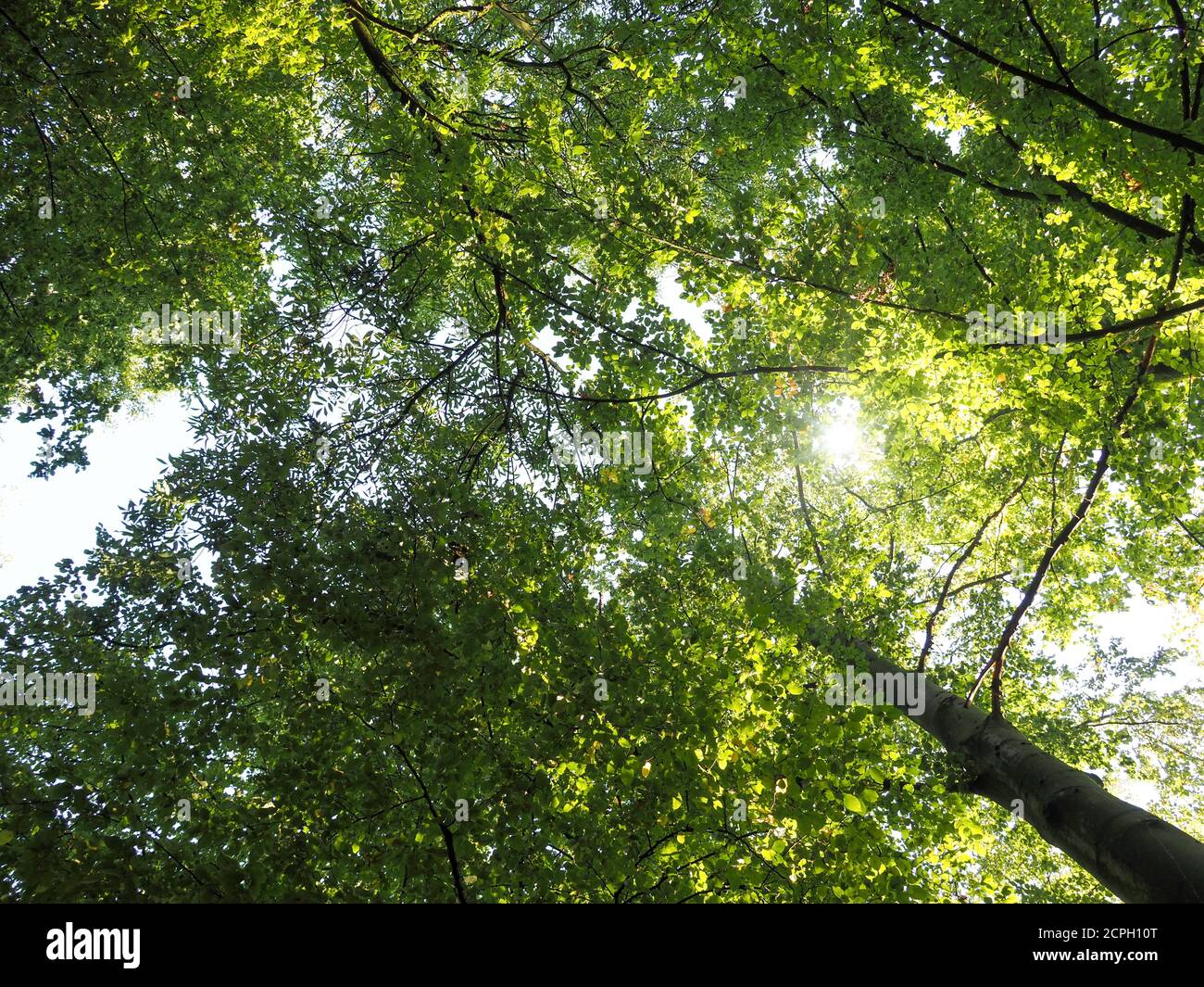 View into the treetops with the sun as backlight, natural background ...