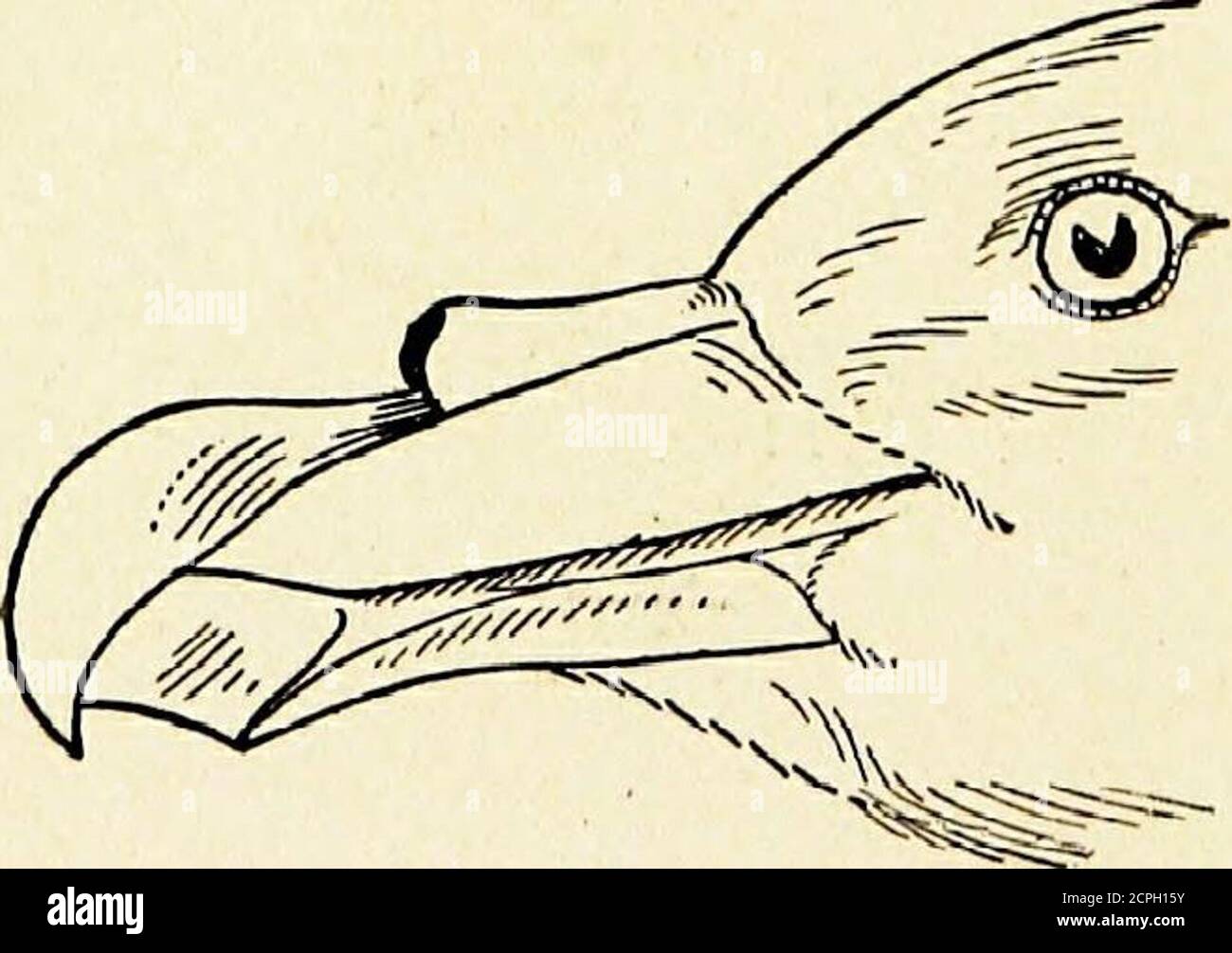 . Color key to North American birds . BILL OF SHORT-TAILED ALBATROSS ...