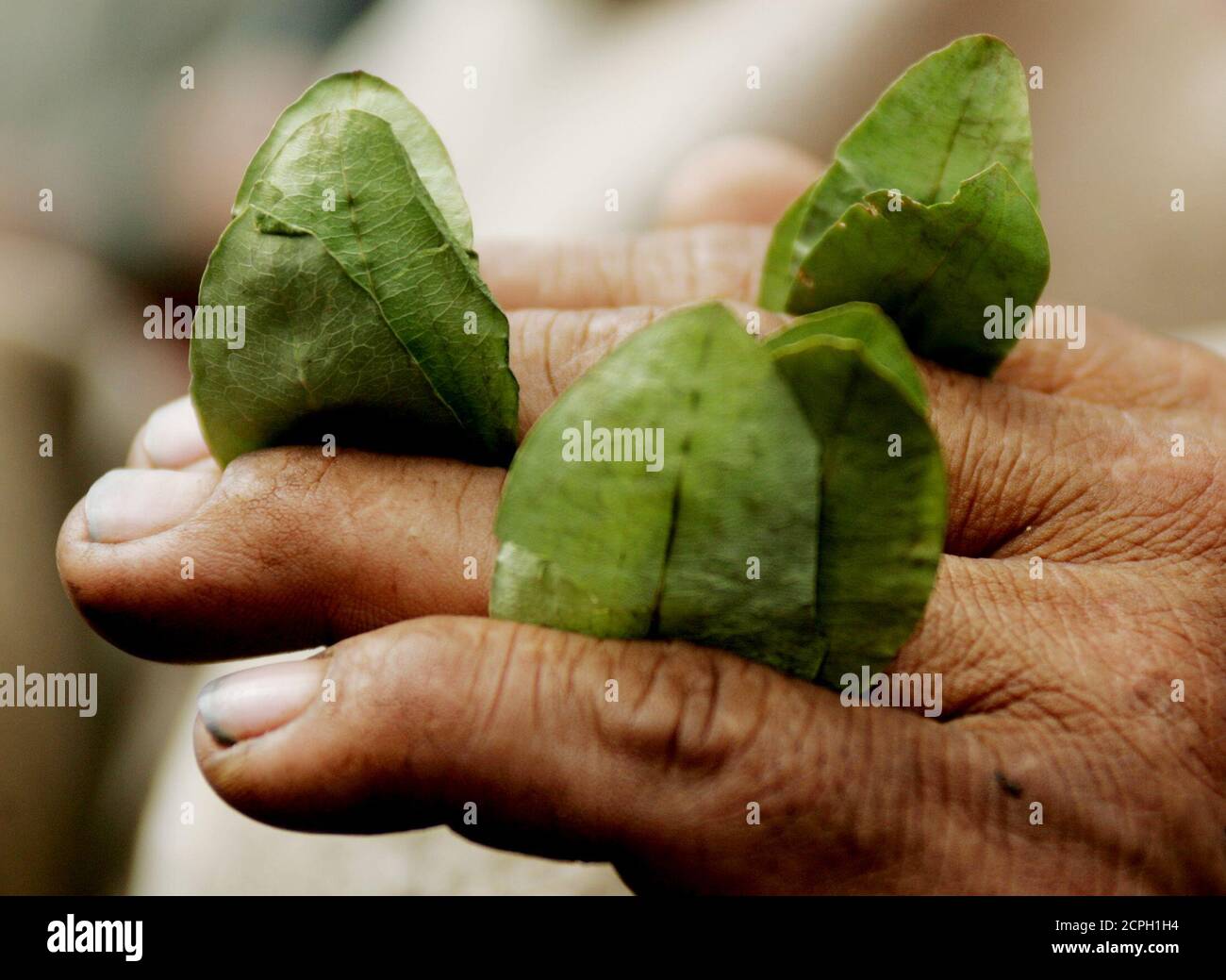 Peruvian farmer coca hi-res stock photography and images - Alamy