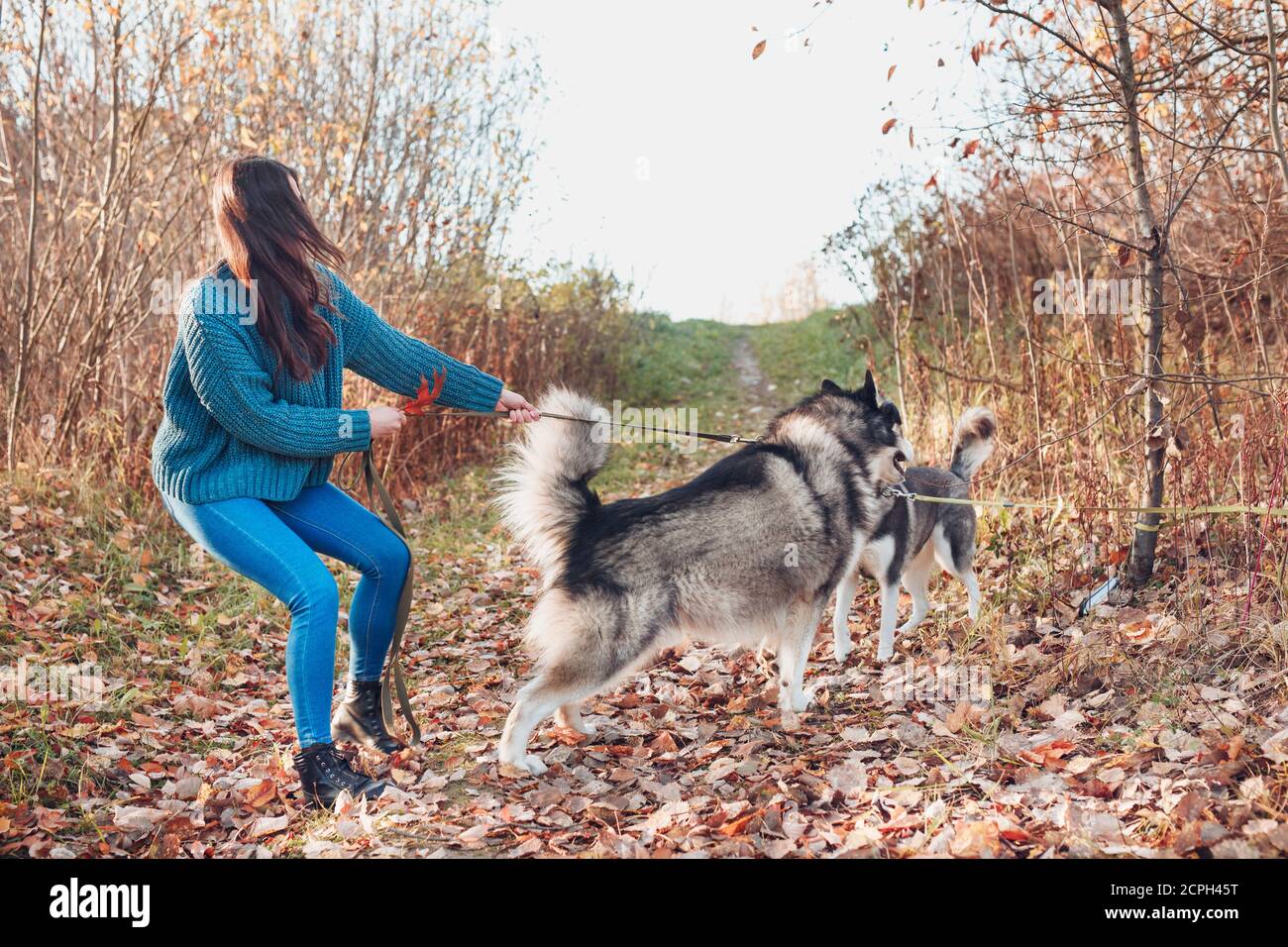 Husky puppy playing with dog's toy Siberian beautiful white and brown ...