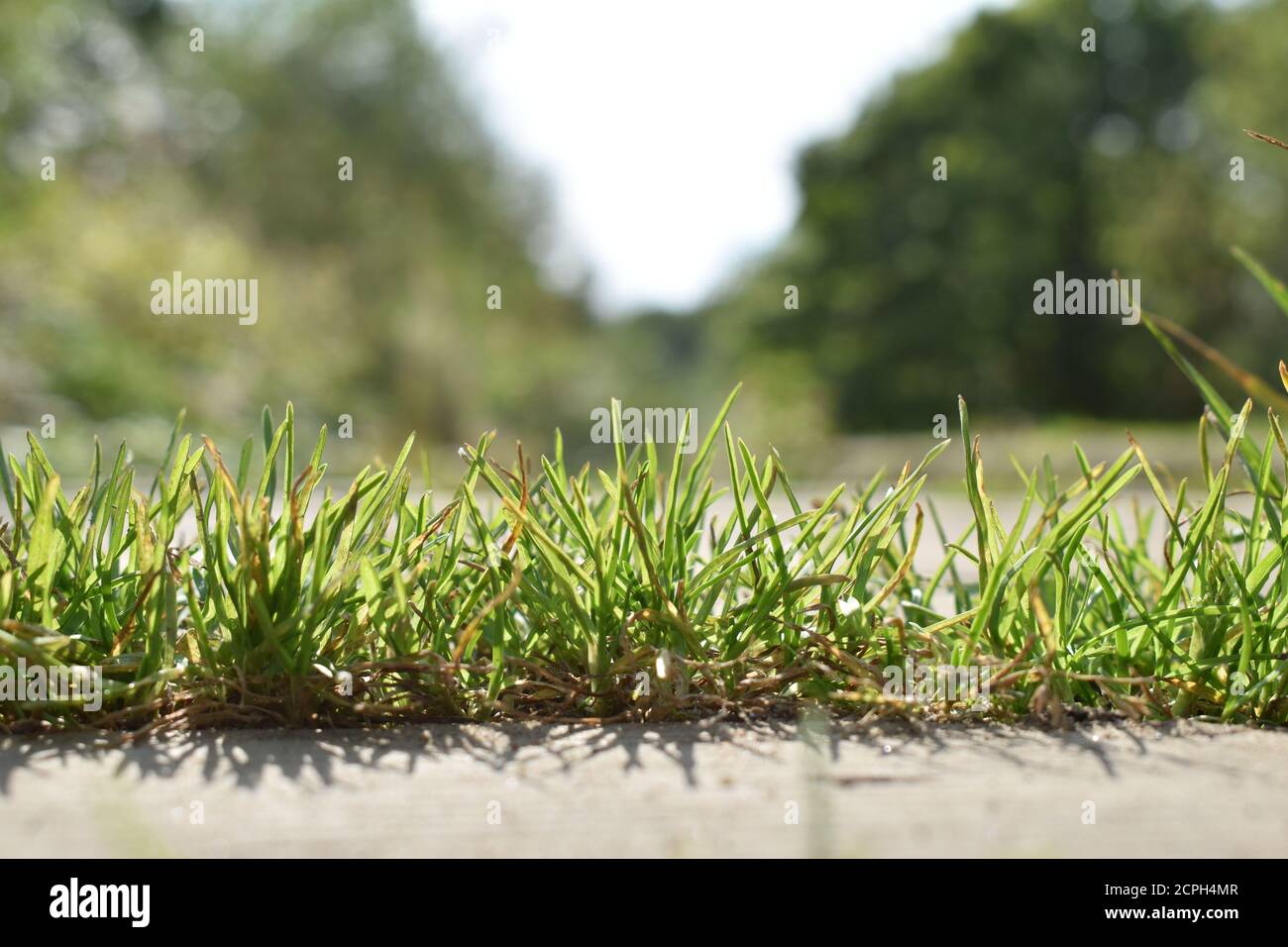 Close up of grass at Daisy Nook Country Park, Manchester Stock Photo ...