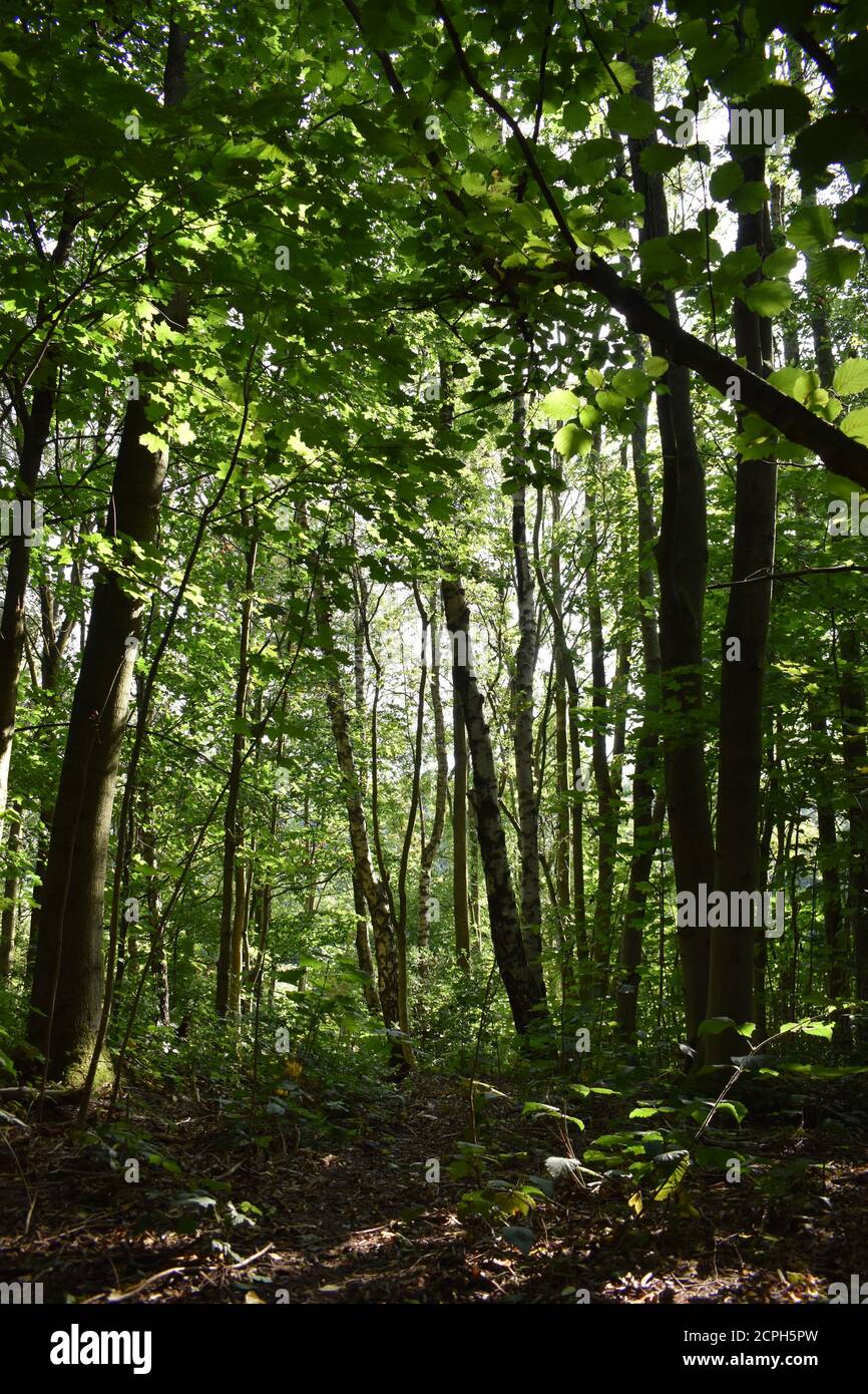 Sunlight through trees at Daisy Nook Country Park, Manchester Stock ...