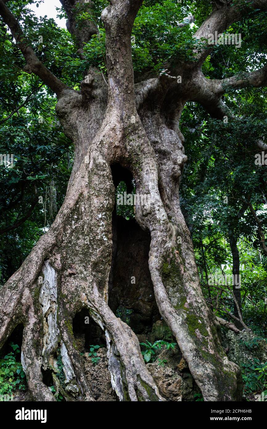Quaint tree in the Kenting National Forest Recreation Area Stock Photo ...