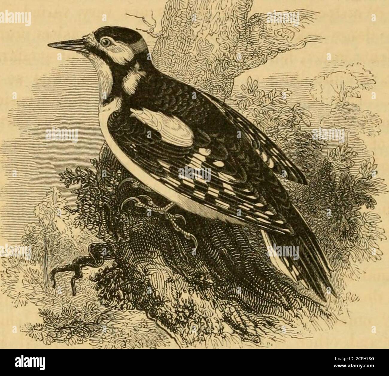 Upper beak ridge hi-res stock photography and images - Alamy