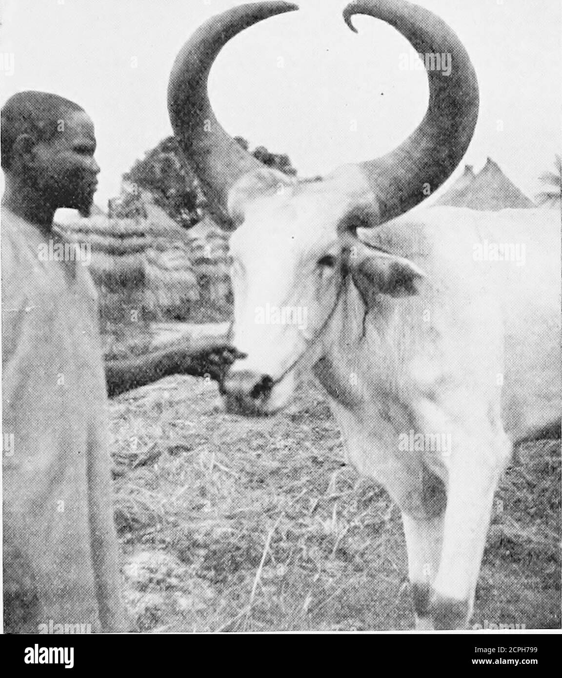 . From the Niger to the Nile . e by a tall, lonely cotton-tree, which ...