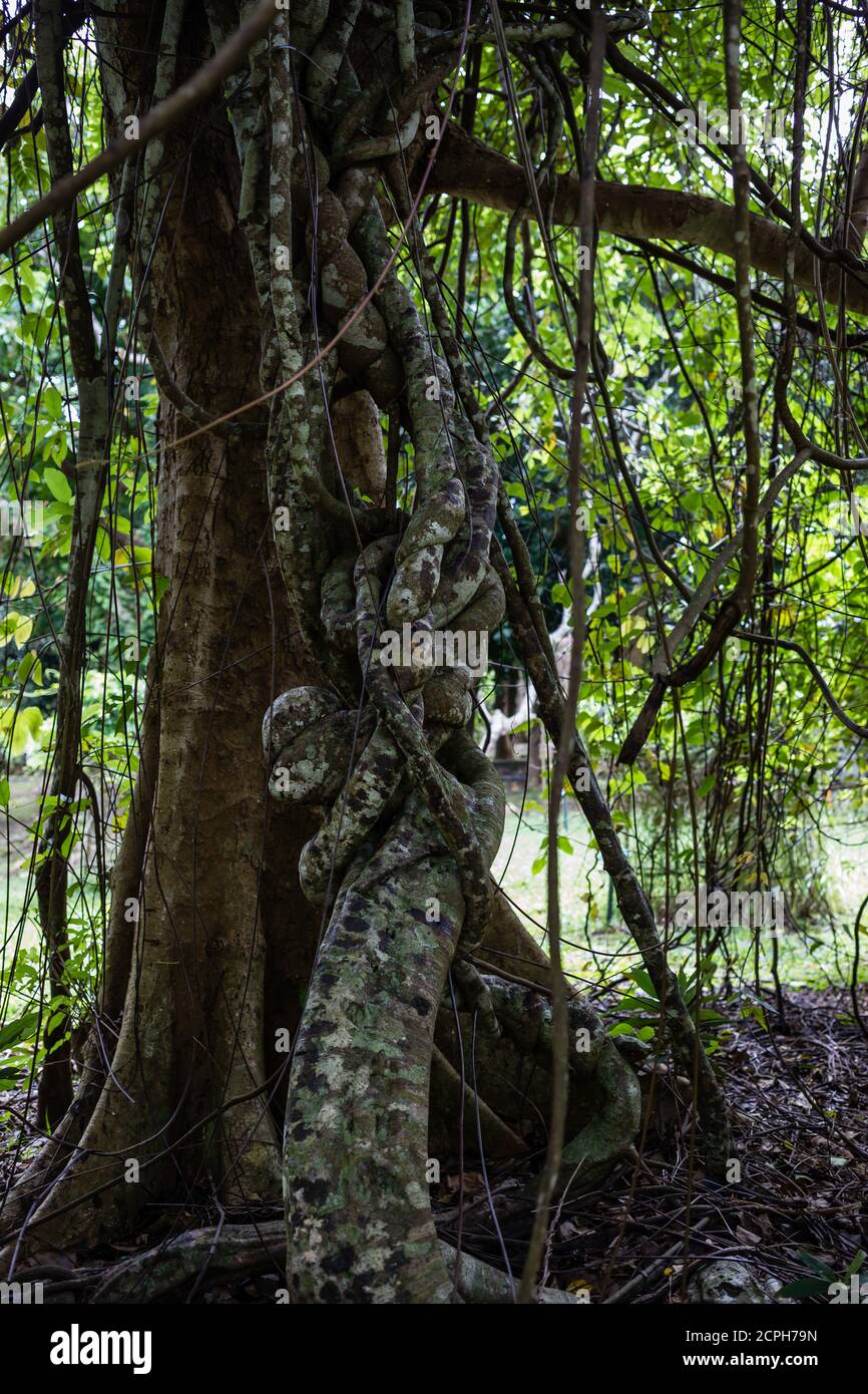 Quaint tree in the Kenting National Forest Recreation Area Stock Photo ...