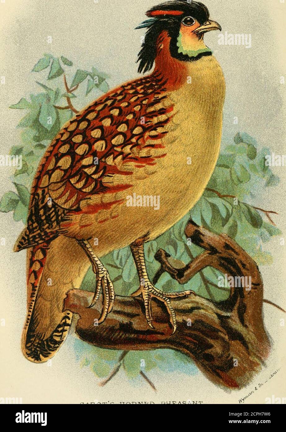 Gular horns hi-res stock photography and images - Alamy