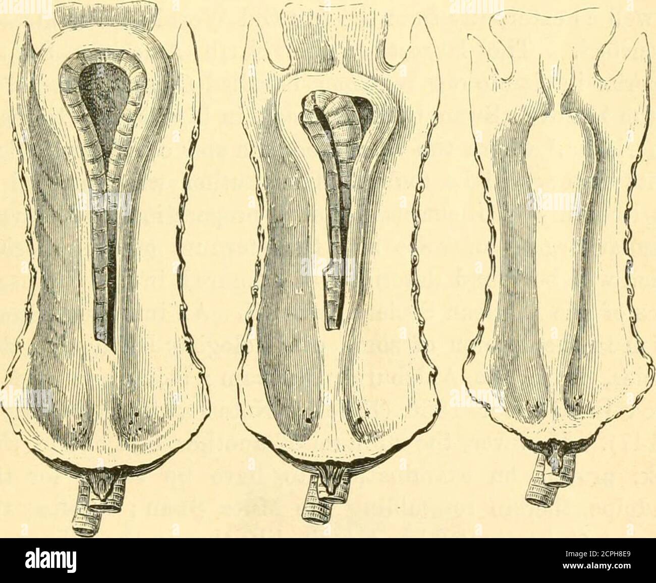 . A history of British birds . ube, it passesout under the arch of the ...