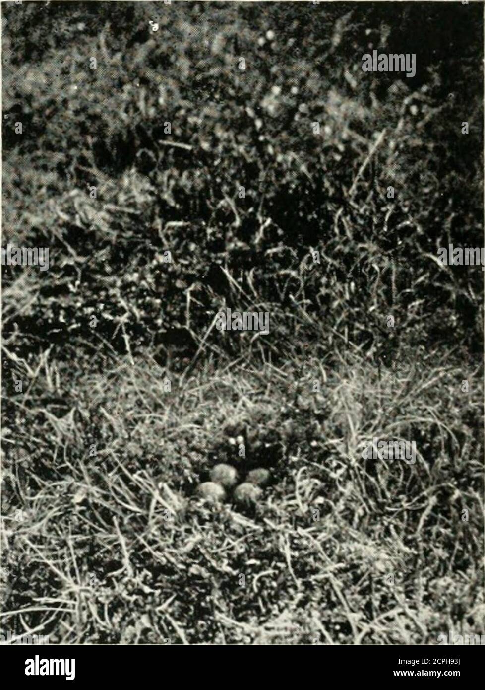 Ptomaine poisoning hi-res stock photography and images - Alamy