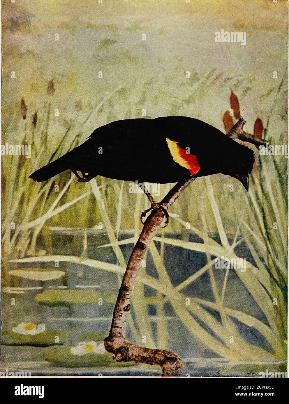 Three forked pole hi-res stock photography and images - Alamy