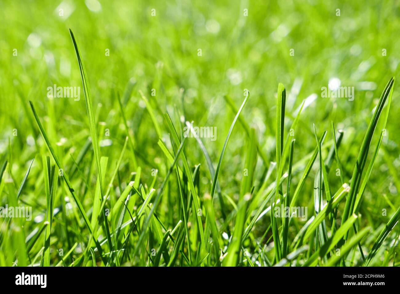 fresh green grass background. Long fresh green grass texture background ...